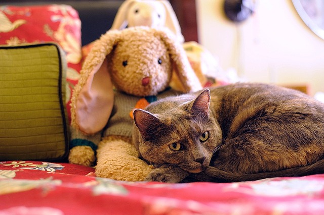 What Happens to Your Pets When You File for Bankruptcy? - Darrell ...