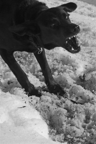 Criminal vs. Civil Charges in a Dog Attack